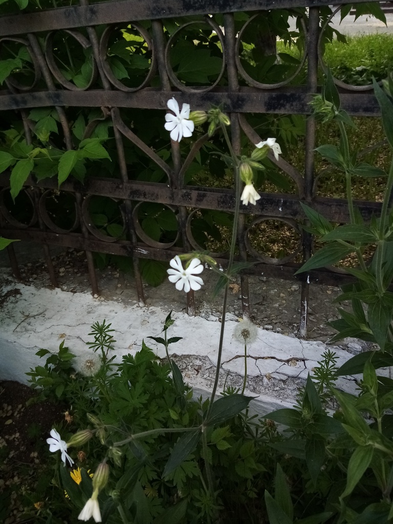 evening lychnis from Chelyabinsk gorsovet, Chelyabinsk, Russia on June ...