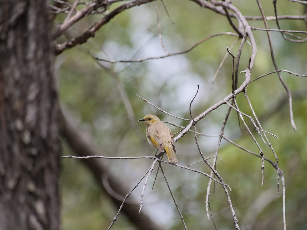 Fuscous Honeyeater from Bauple Forest QLD 4650, Australia on August 10 ...
