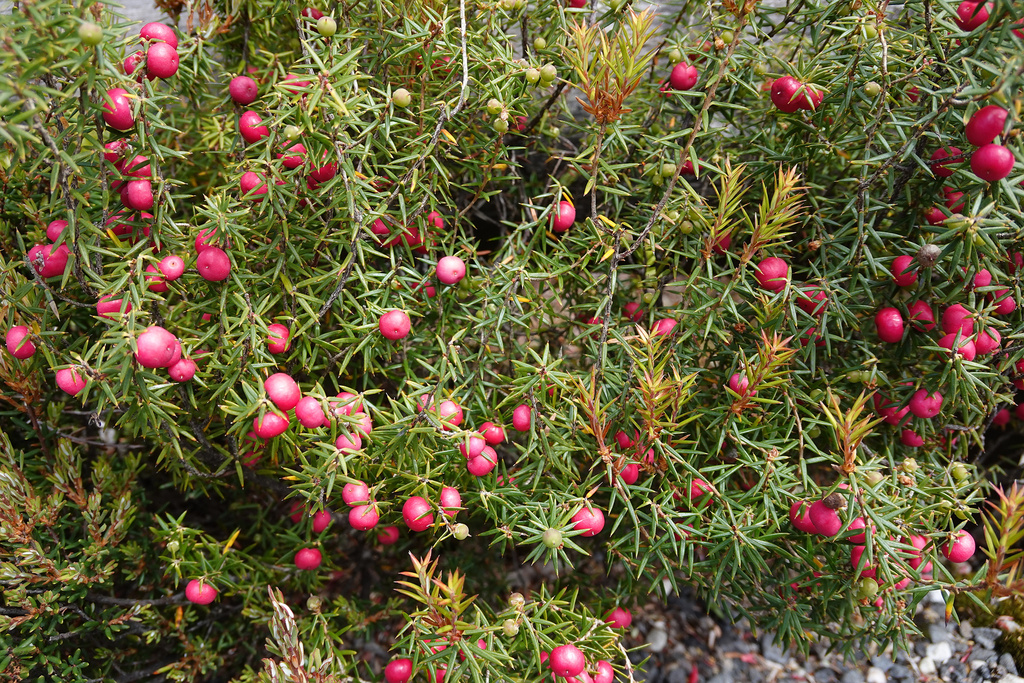 Mountain Pinkberry from Kentish, Cradle Mountain-Lake St Clair ...