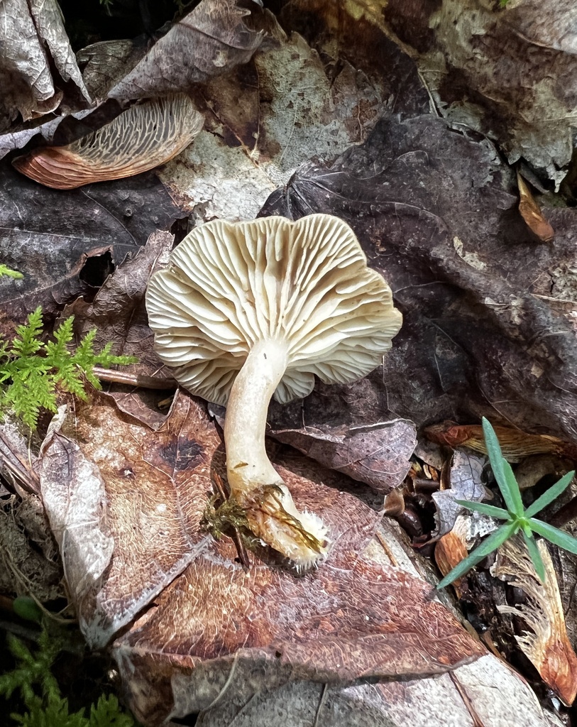 Gray Milkcap from The Adirondack Park, Tupper Lake, NY, US on July 31 ...