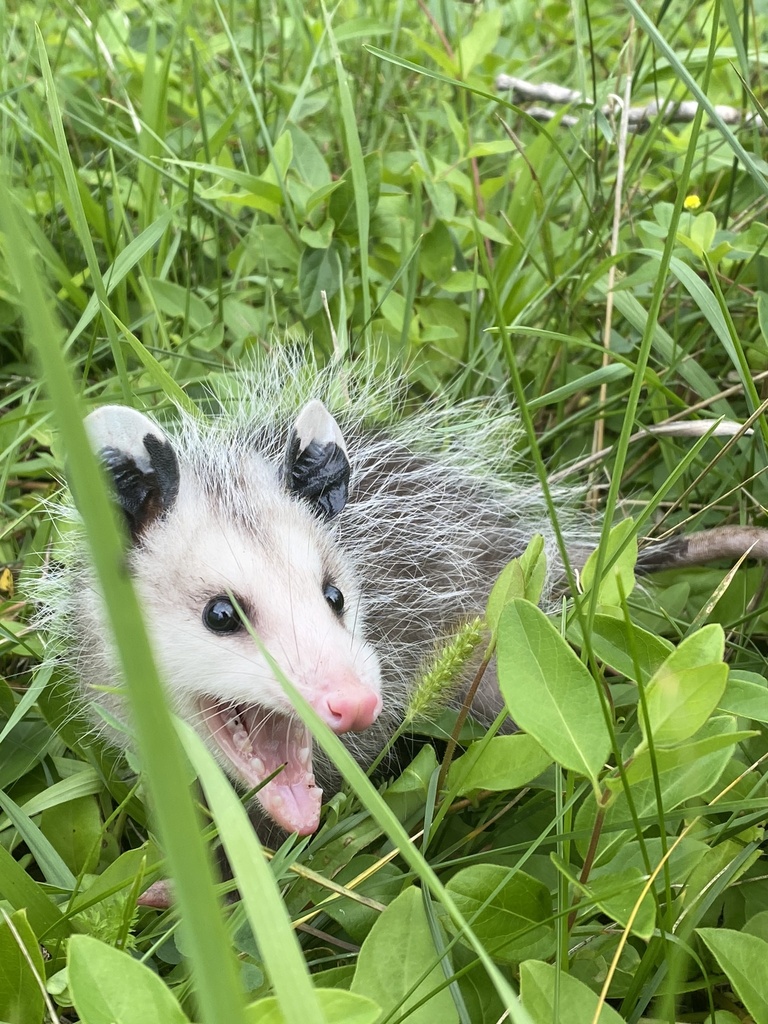 Large American Opossums (Didelphis) - Know Your Mammals