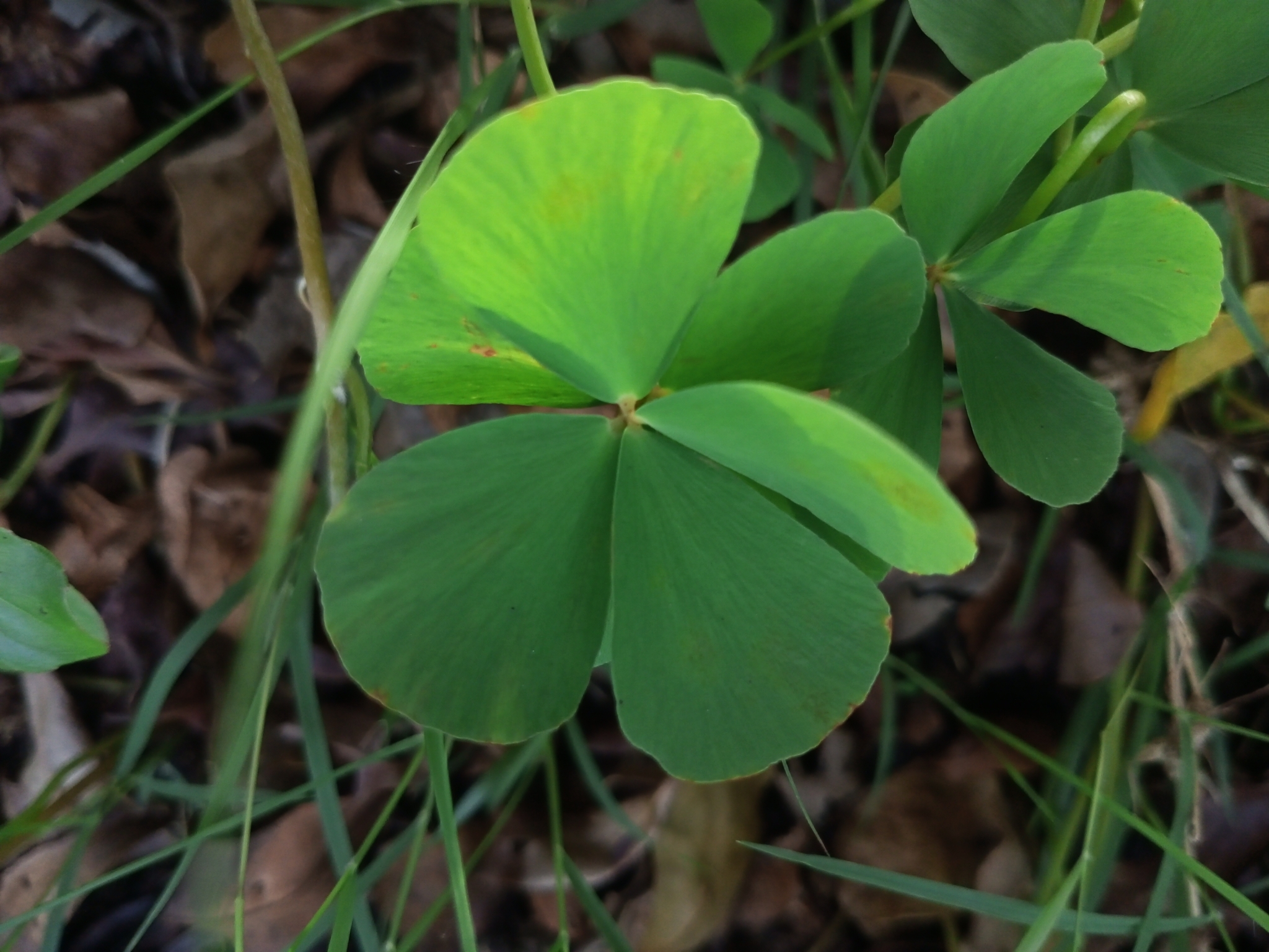 Marsilea crenata C.Presl