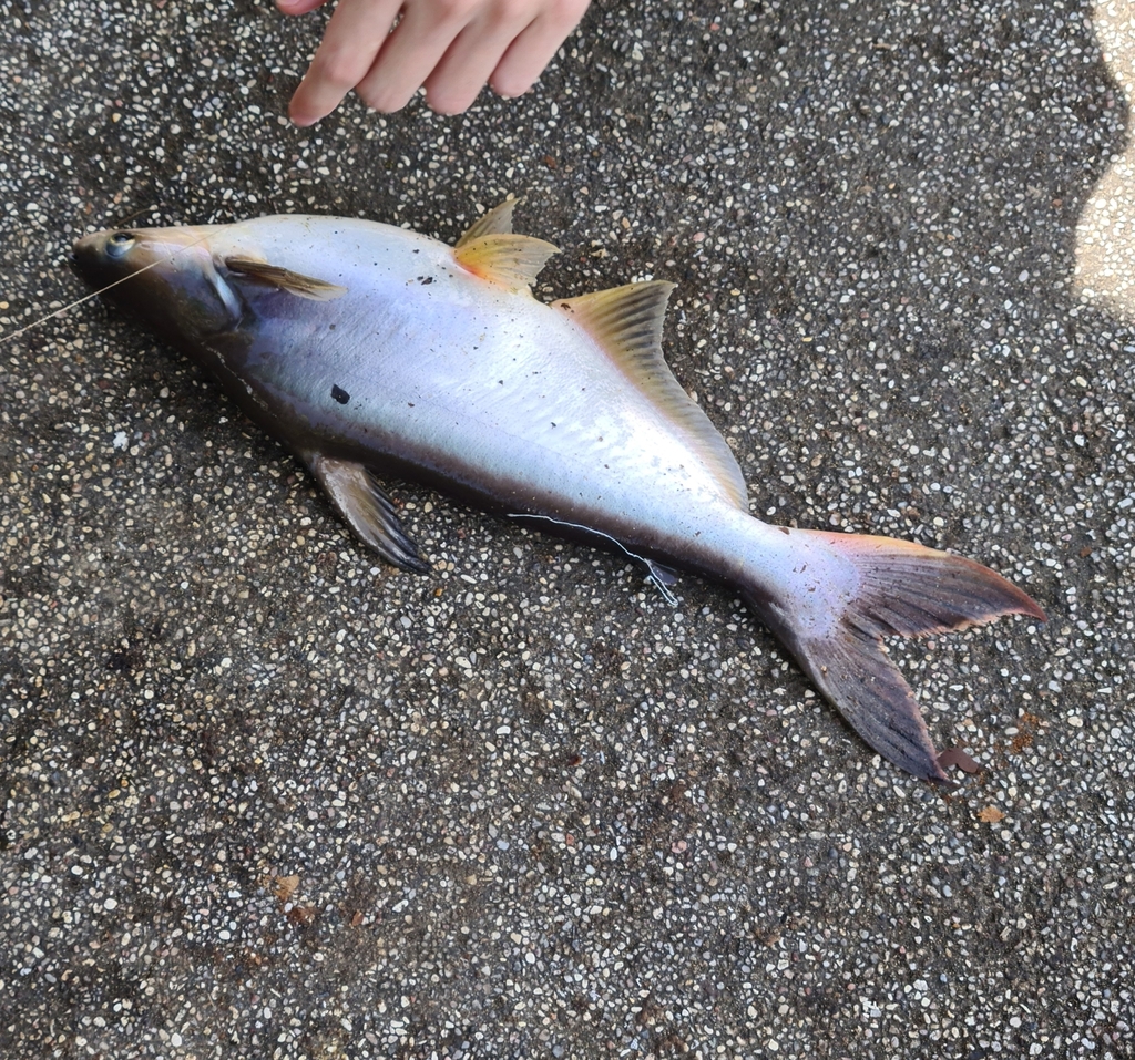 Iridescent Shark in November 2020 by Anastasia|XinYi. Water body ...