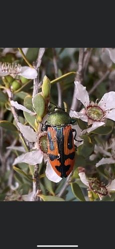 Castiarina ignea · iNaturalist