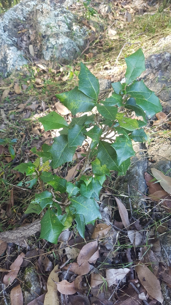 Native Holly from Duroby on June 26, 2022 at 11:13 AM by Steph · iNaturalist