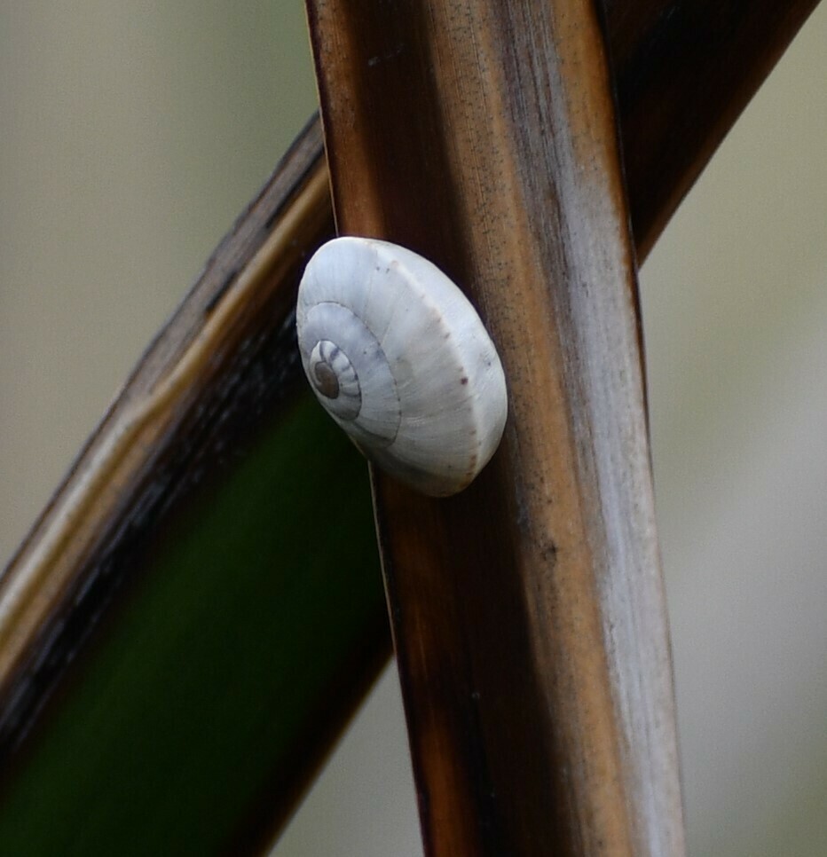 White Italian Snail from Rottnest Island WA 6161, Australia on August ...