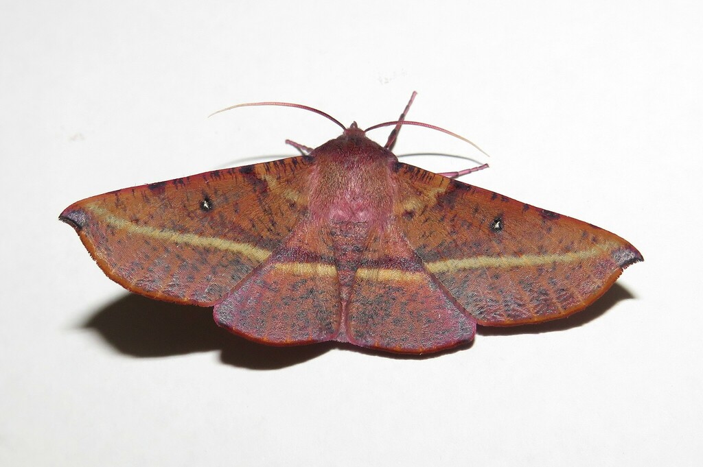 Pink-bellied Moth from Wallaga Lake NSW 2546, Australia on October 9 ...