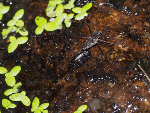 Gerris nepalensis · iNaturalist United Kingdom