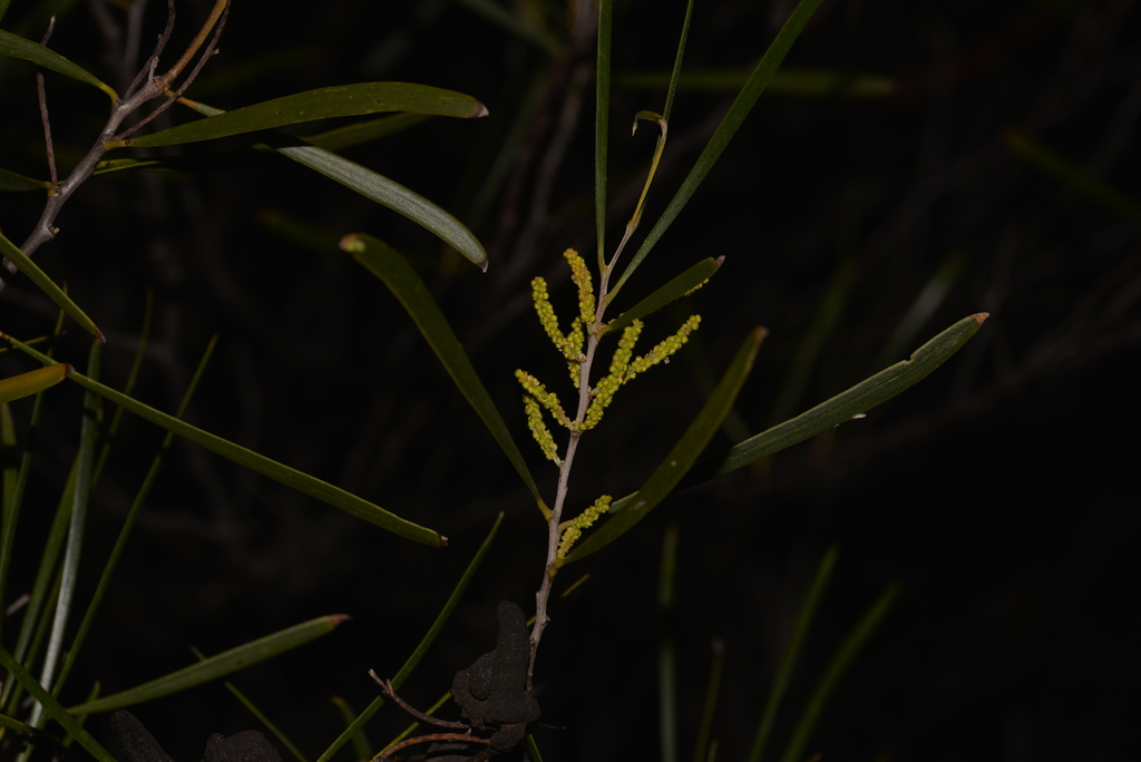 Raspberry Jam Tree from Kalbarri National Park WA 6536, Australia on ...
