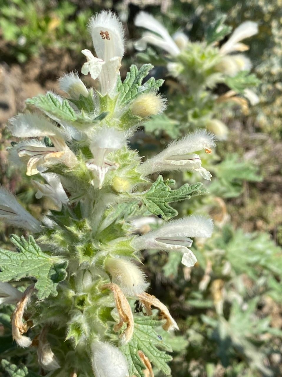 Panzerina lanata (L.) Soják