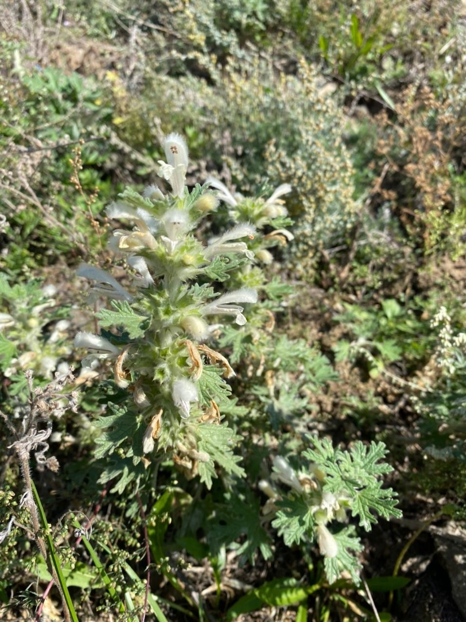 Panzerina lanata (L.) Soják