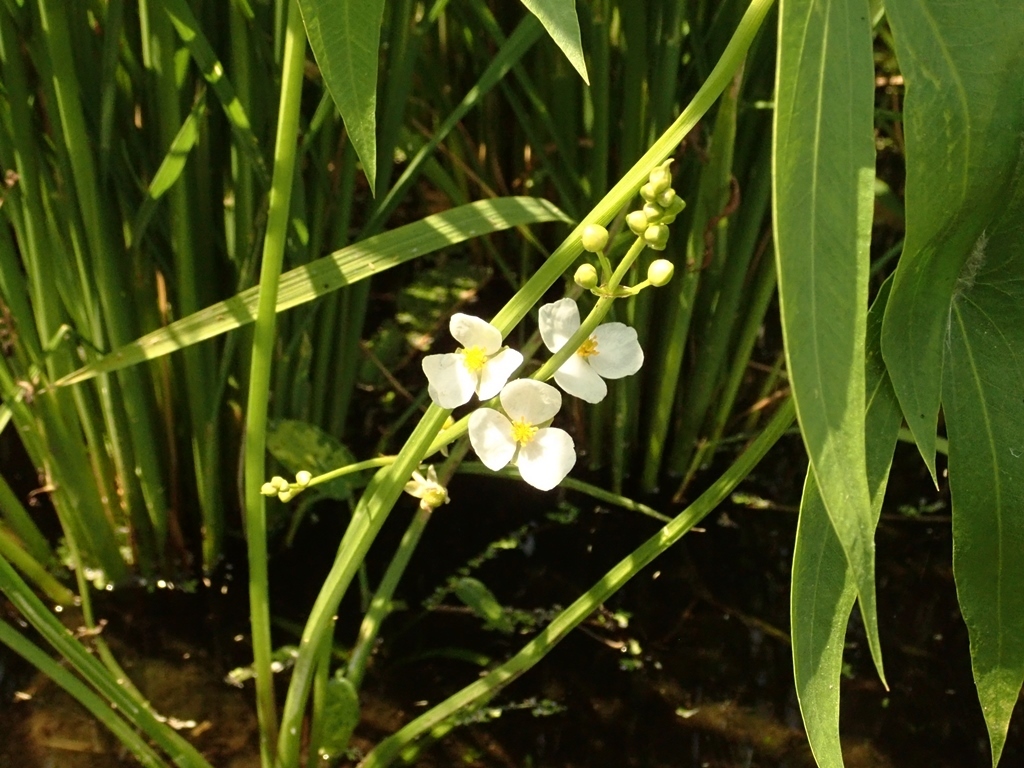 Chinese Arrowhead from 日本、〒252-0815 神奈川県藤沢市石川 on August 9, 2022 at 10: ...