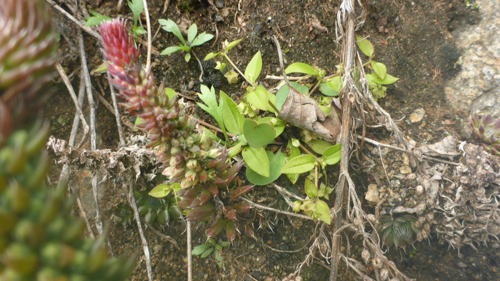 spiny pennywort from Slyudyanskiy rayon, Pribaikalsky, Irkutsk, Russia ...