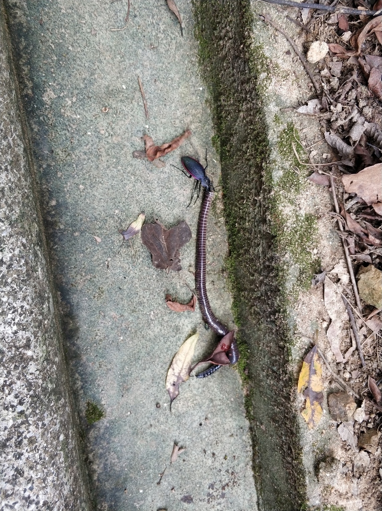 Carabus prodigus from 中国广东省广州市黄埔区 on June 30, 2018 at 12:41 PM by ...