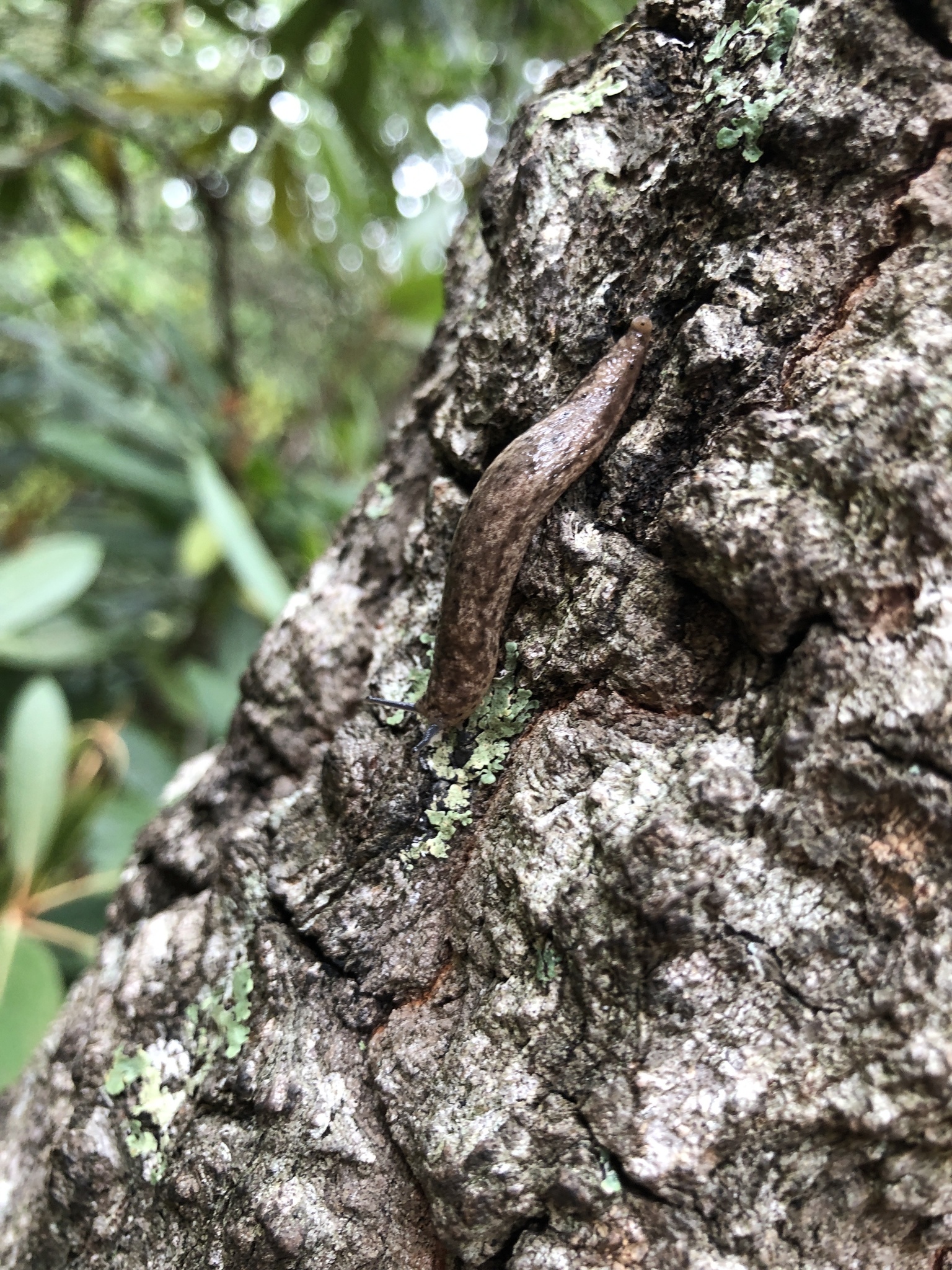 Philomycus togatus (A.Gould, 1841)
