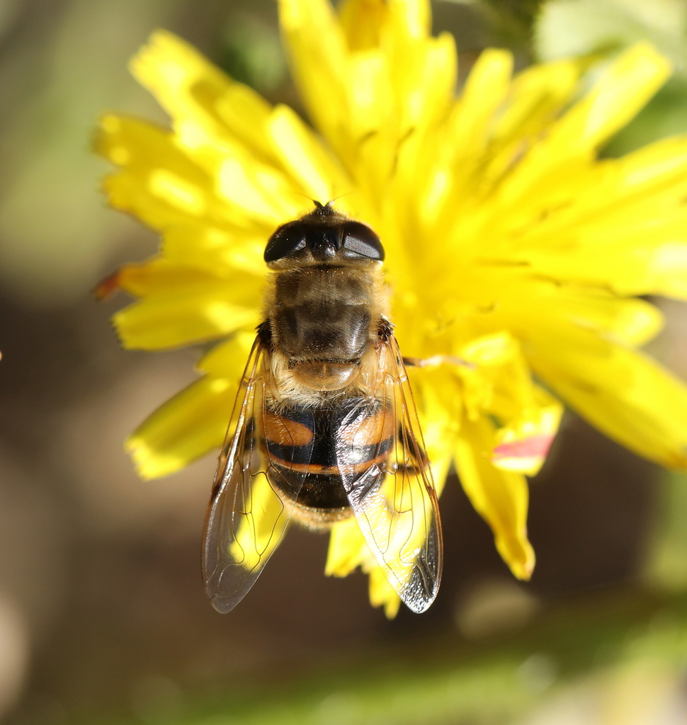 Common Drone Fly from Oudalle, France on August 10, 2022 at 04:21 PM by ...