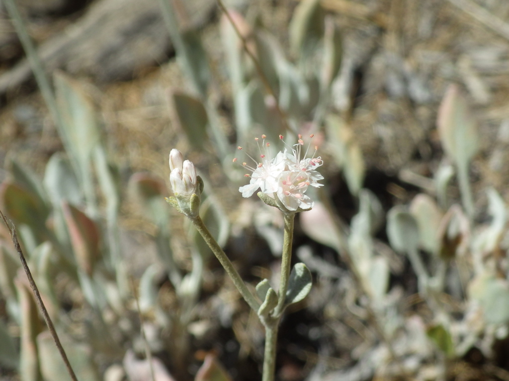 Snow Buckwheat from Spokane County, WA, USA on August 16, 2021 at 11:40 ...