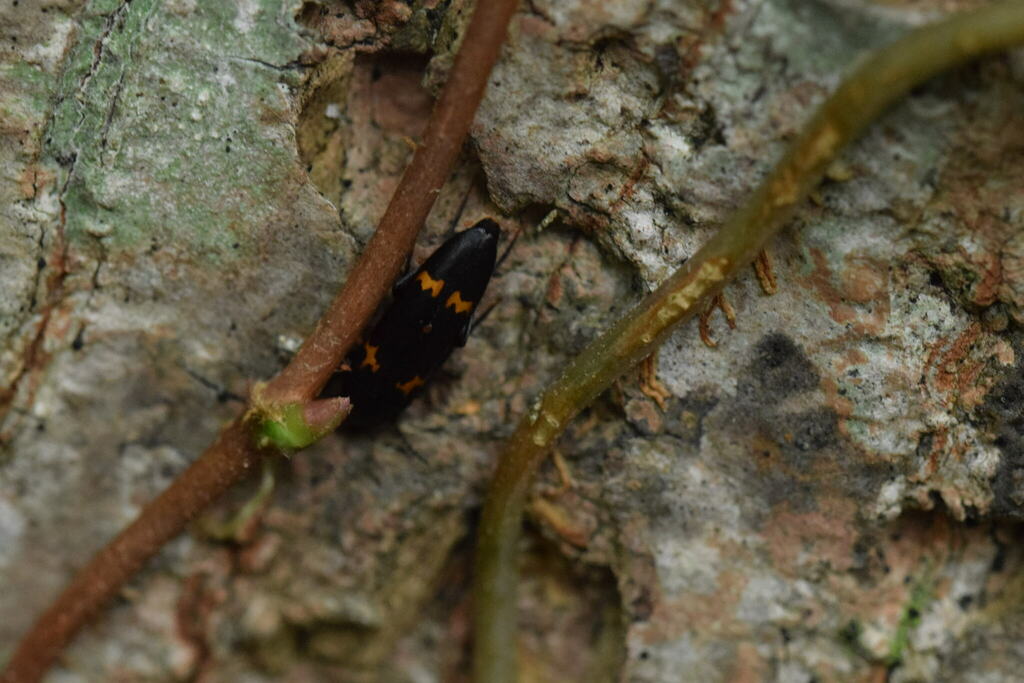 Dircaea erotyloides from 日本、〒689-3318 鳥取県西伯郡大山町大山 on August 7, 2022 at ...