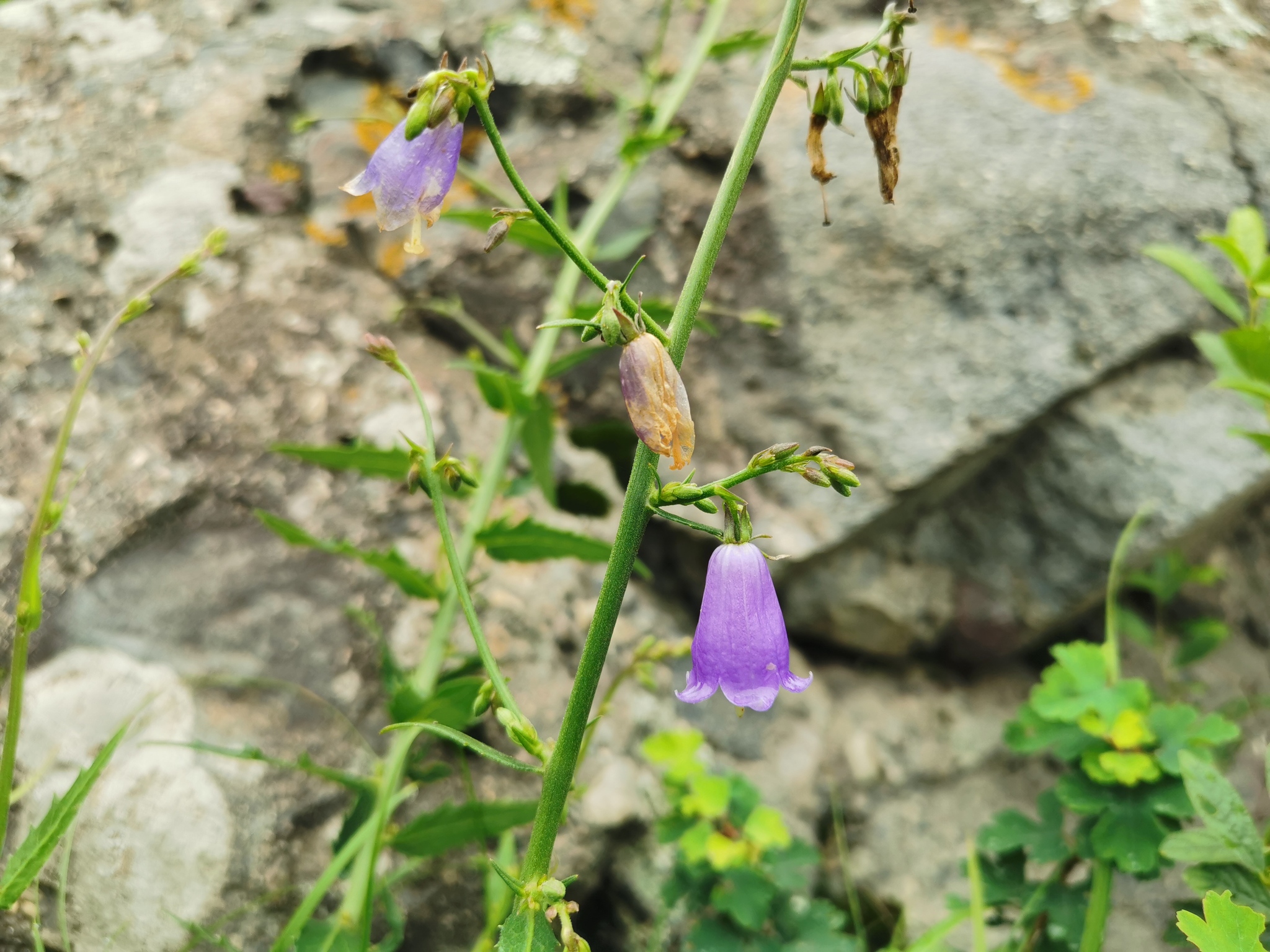 Adenophora polyantha Nakai