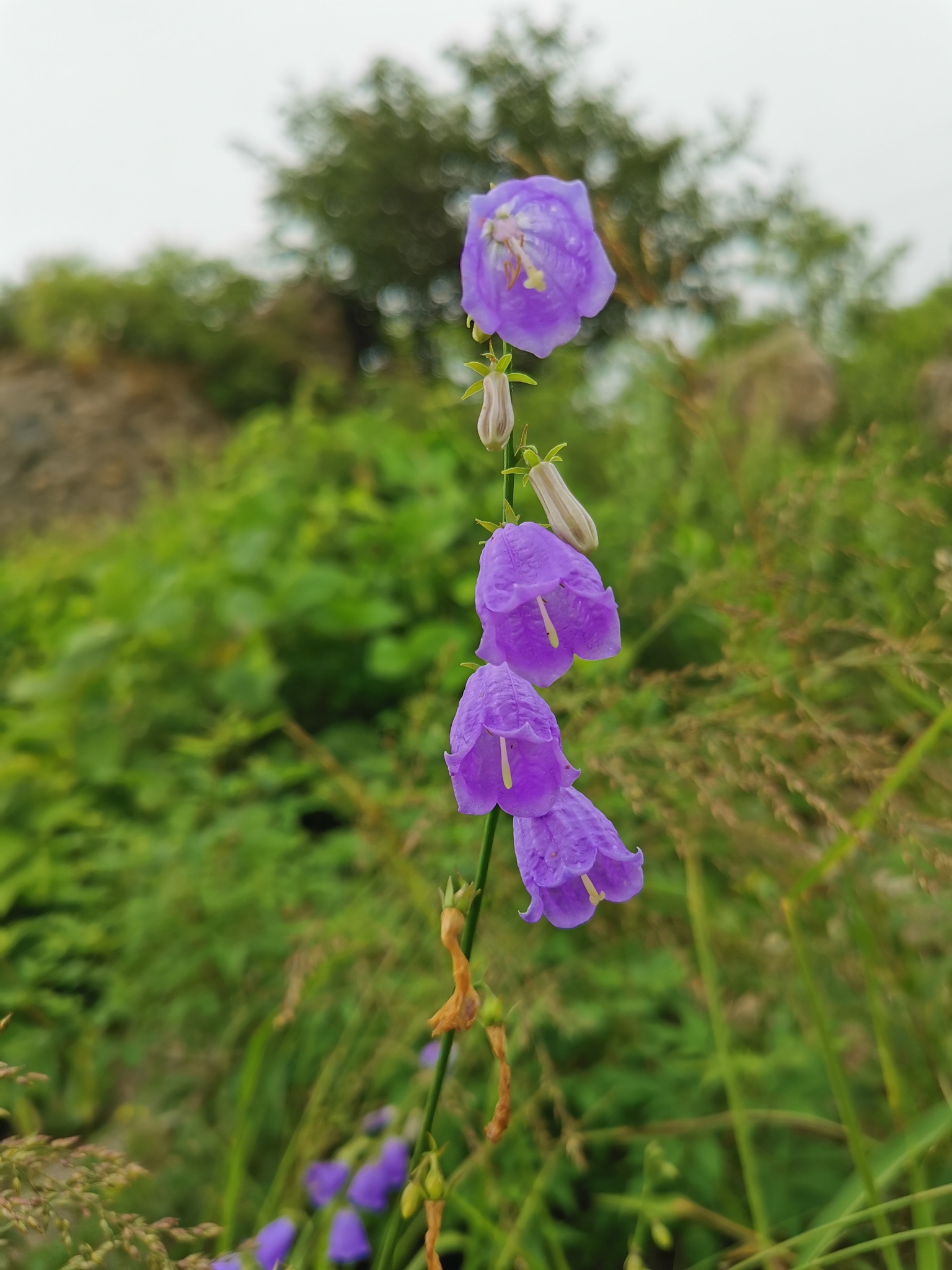 Adenophora polyantha Nakai
