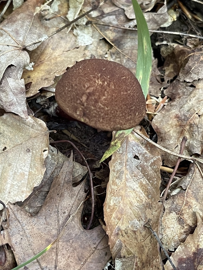 Boletellus chrysenteroides from Monroe County, IN, USA on August 06 ...