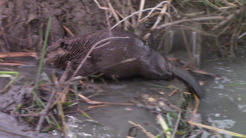 American Beaver from Las Vegas, NV, USA on August 10, 2022 at 05:58 AM ...