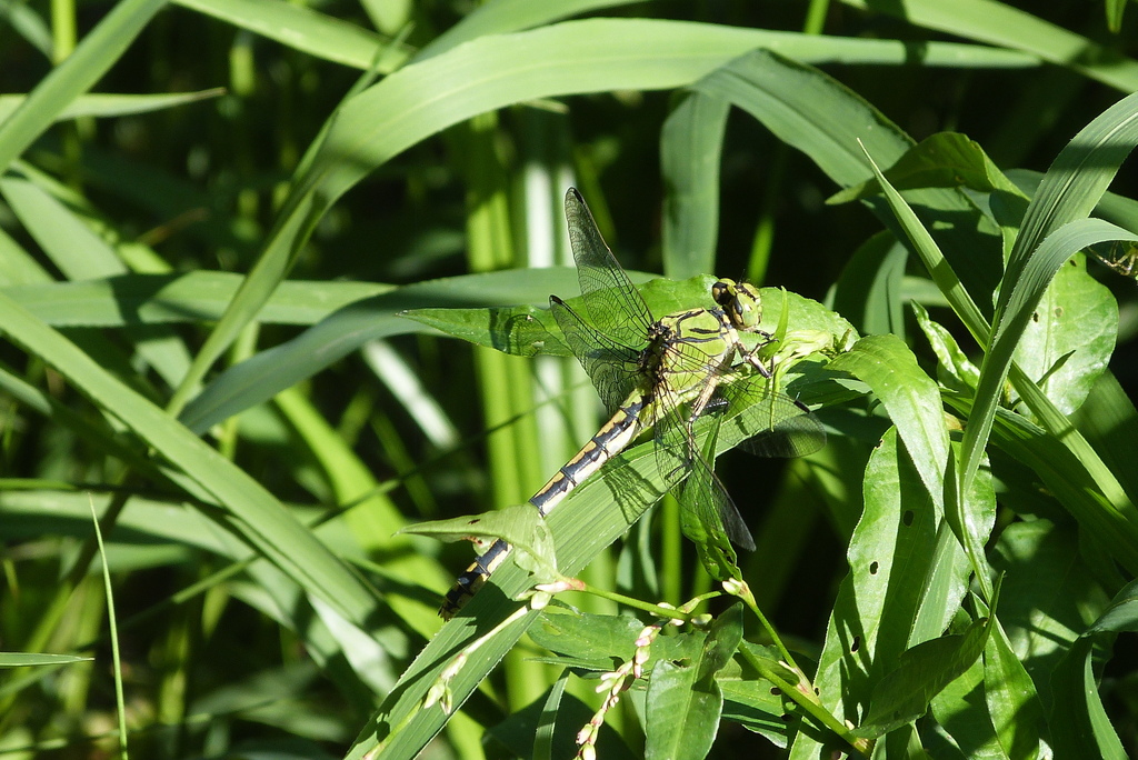 Green snaketail from 67360 Langensoultzbach, France on August 10, 2022 ...