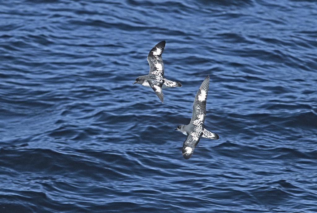 Cape Petrel from Southern Ocean, north of Ross Sea on December 12, 2001 ...