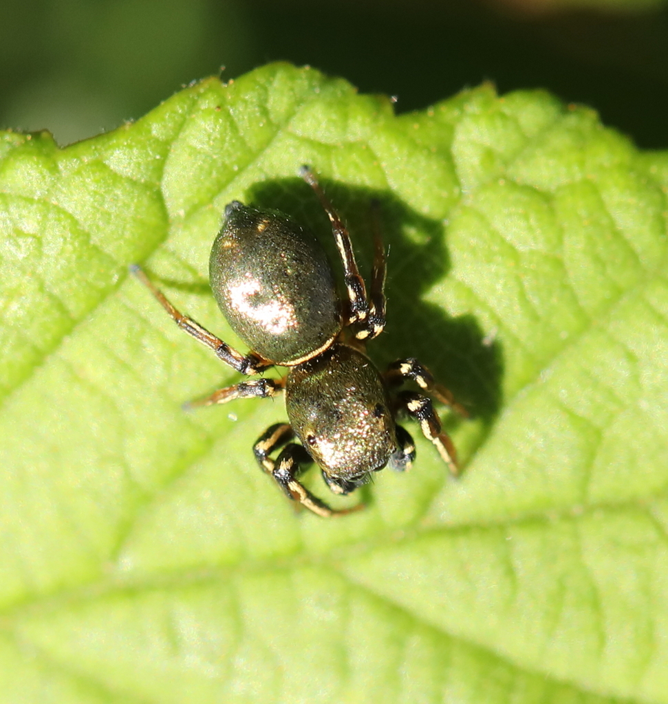 Heliophanus aeneus from Oudalle, France on August 10, 2022 at 05:52 PM ...
