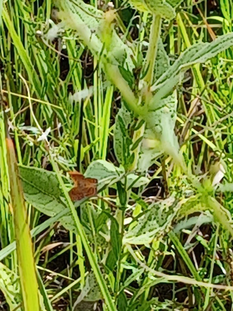Little Metalmark from Lake, MS 39092, USA on August 10, 2022 at 10:54 ...