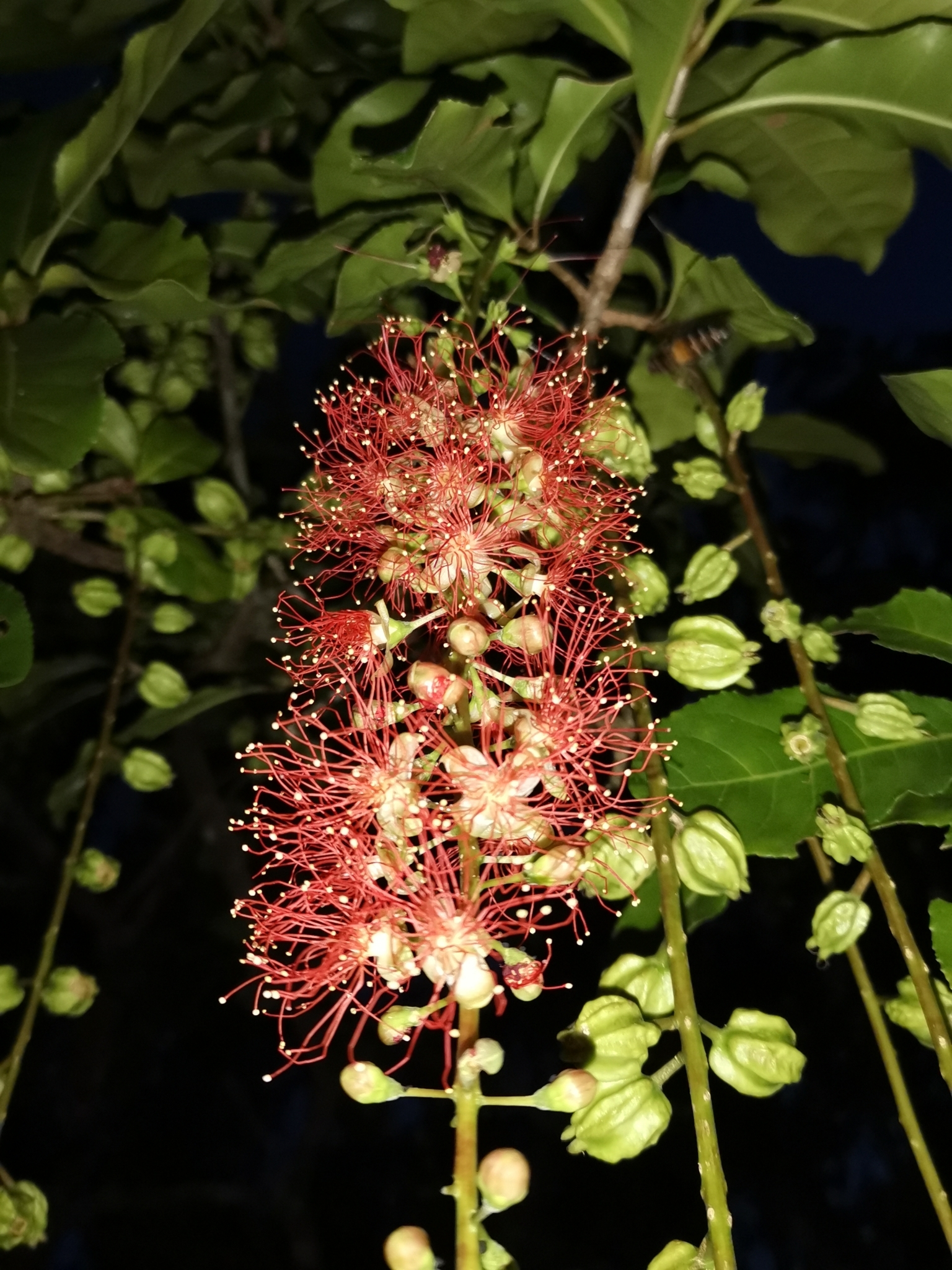 Barringtonia acutangula (L.) Gaertn.