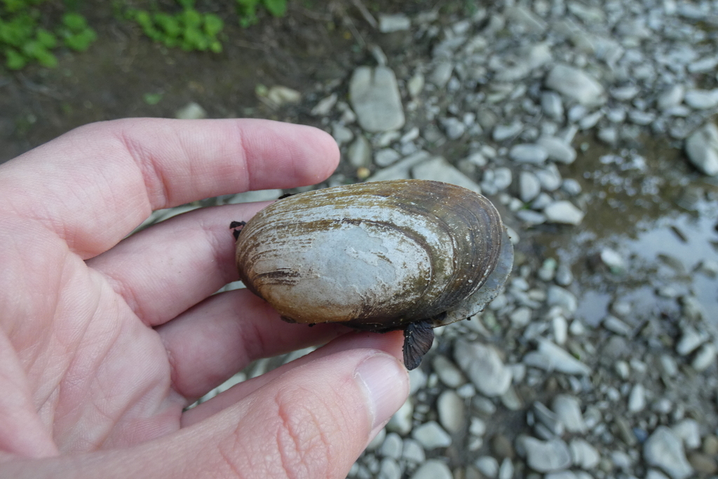 Thick-shelled Mussel in July 2022 by Antoni W. · iNaturalist