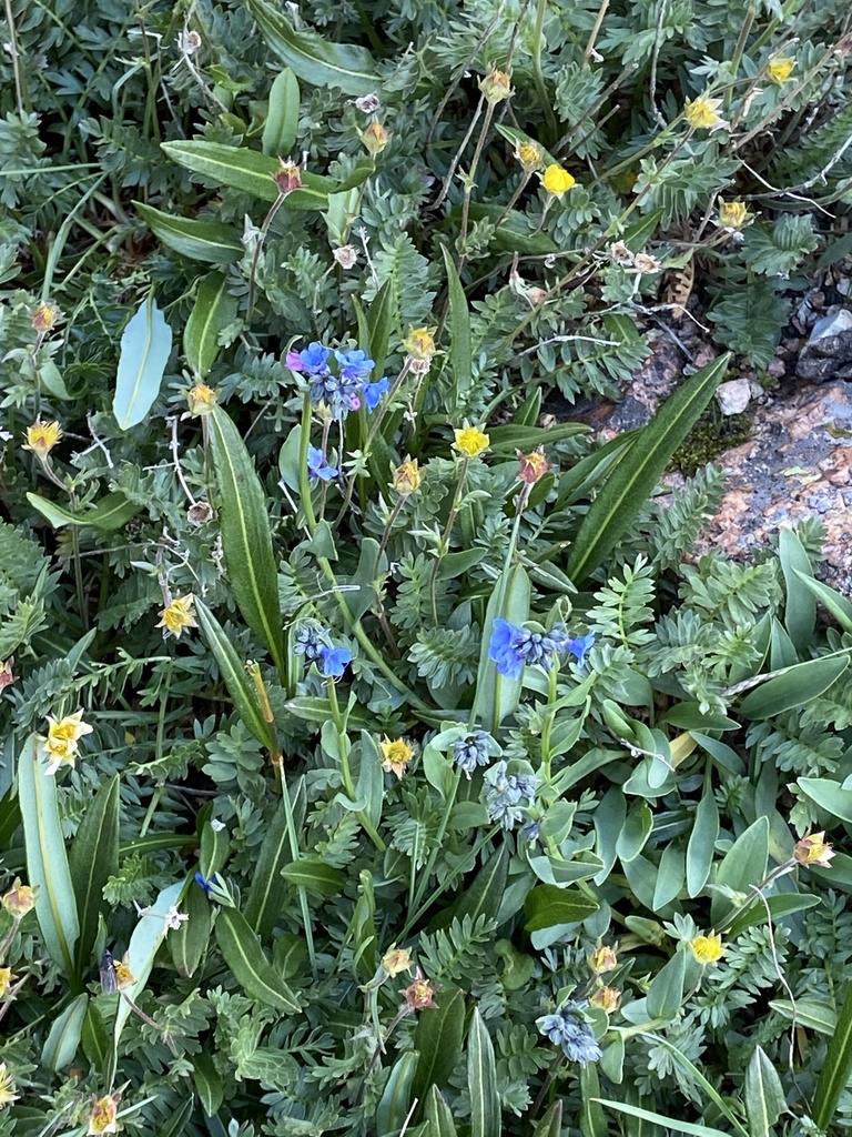 Prairie Bluebells from Pike and San Isabel National Forests, Cascade ...