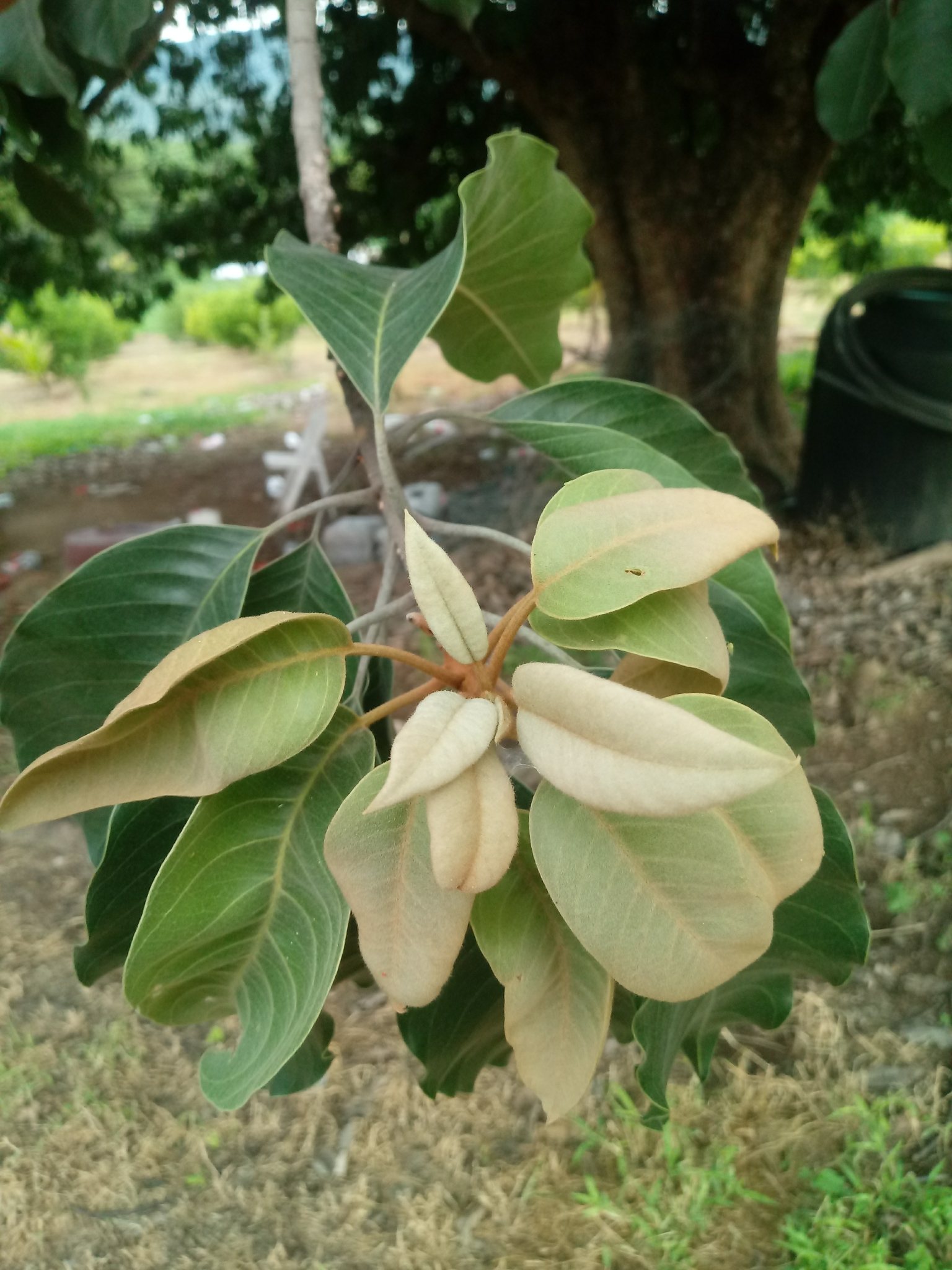 Sideroxylon capiri (A.DC.) Pittier