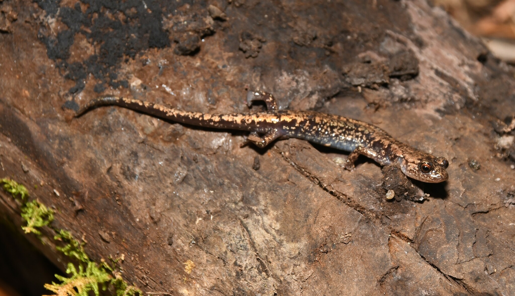 Aneides hardii (Taylor, 1941)