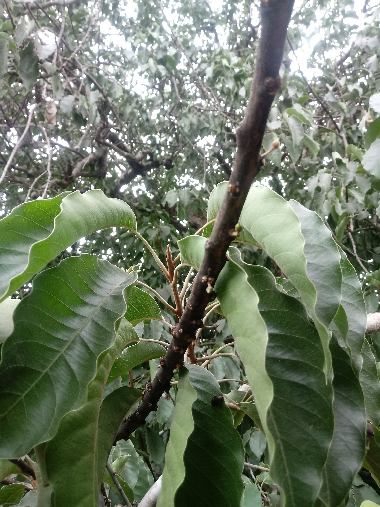 Sideroxylon capiri (A.DC.) Pittier