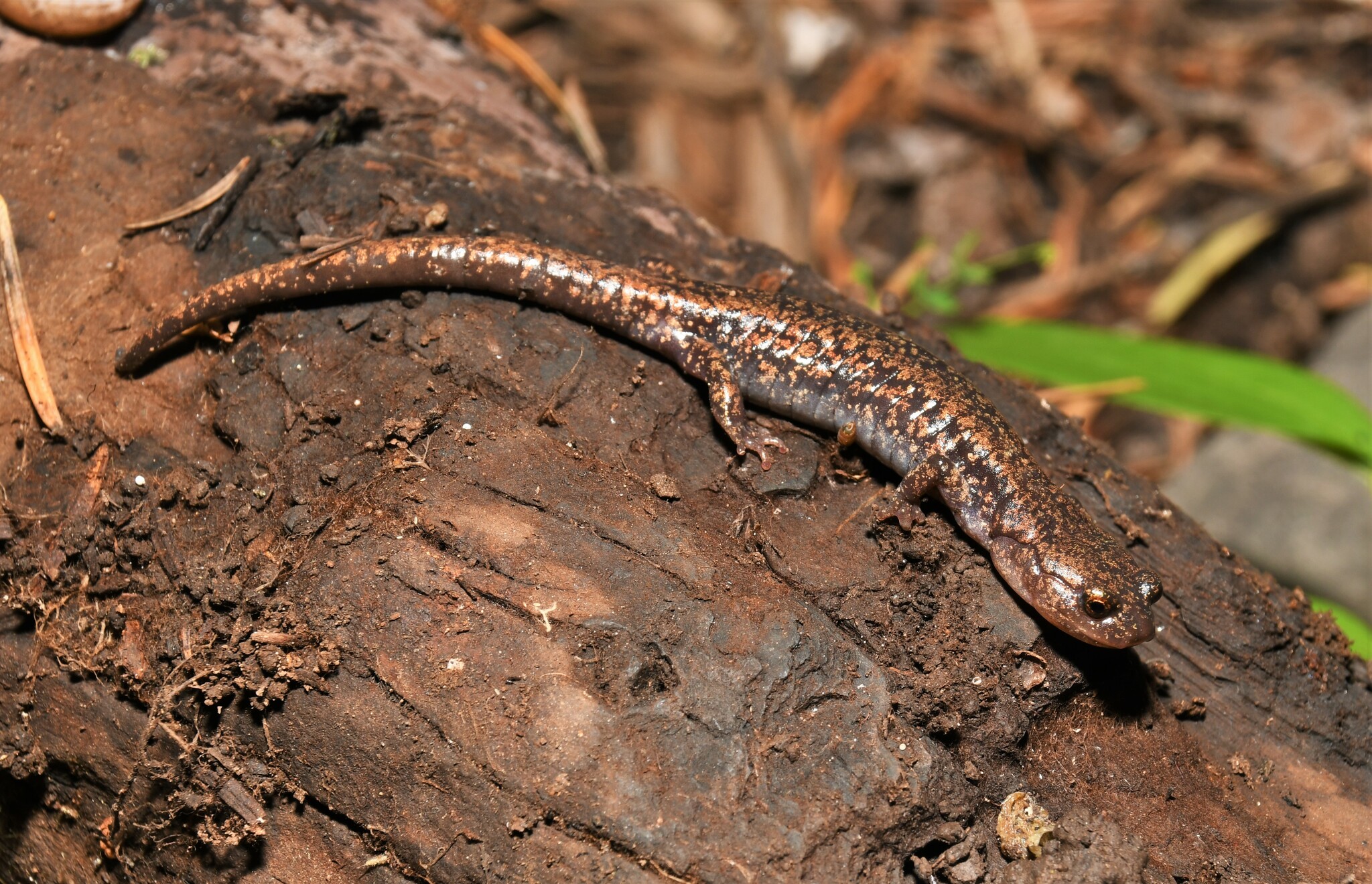 Aneides hardii (Taylor, 1941)