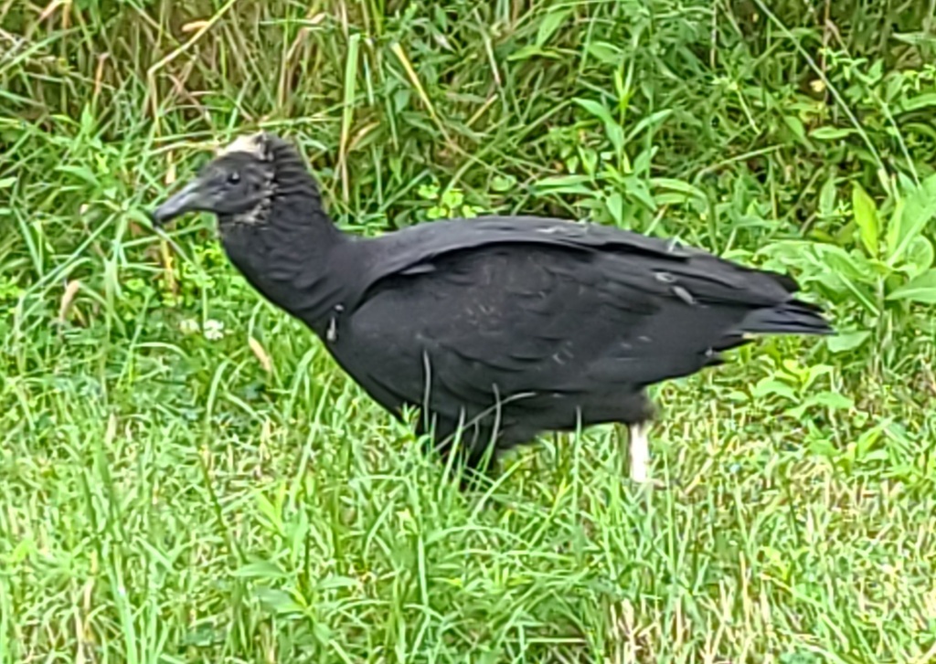 Black Vulture from Mansfield, OH, USA on August 09, 2022 at 07:07 PM by ...
