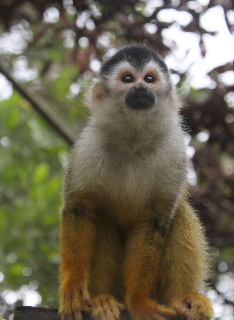 Central American Squirrel Monkey (Saimiri oerstedii) - Know Your Mammals
