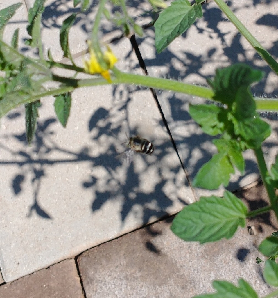 California Digger Bee from La Barranca, Albuquerque, NM 87111, USA on ...