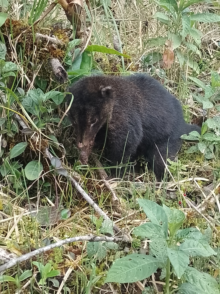 Cusumbo andino en agosto de 2022 por J.Ruano.C · NaturaLista Colombia