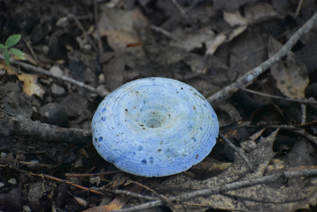 indigo milk cap from Mammoth Cave National Park, Cub Run, KY, US on ...