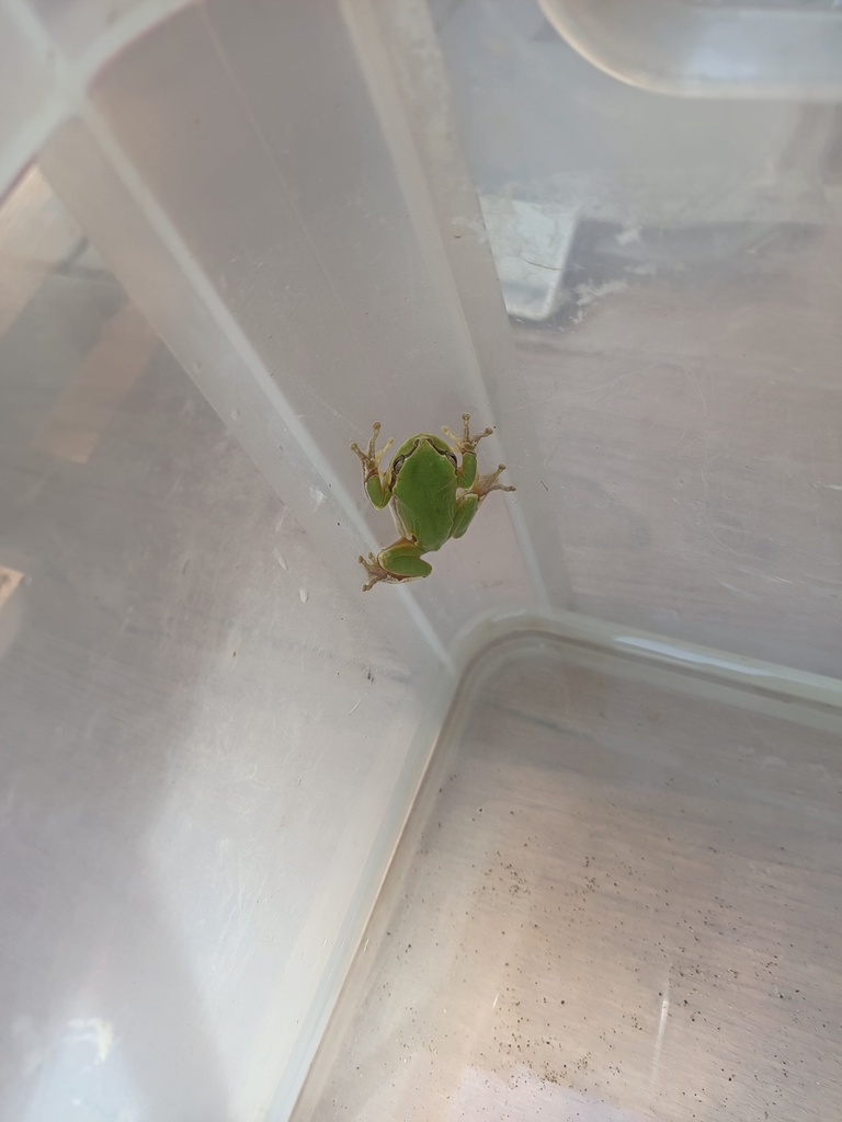 European Tree Frog from Baks-Rrjollë, Albania on August 09, 2022 at 10: ...