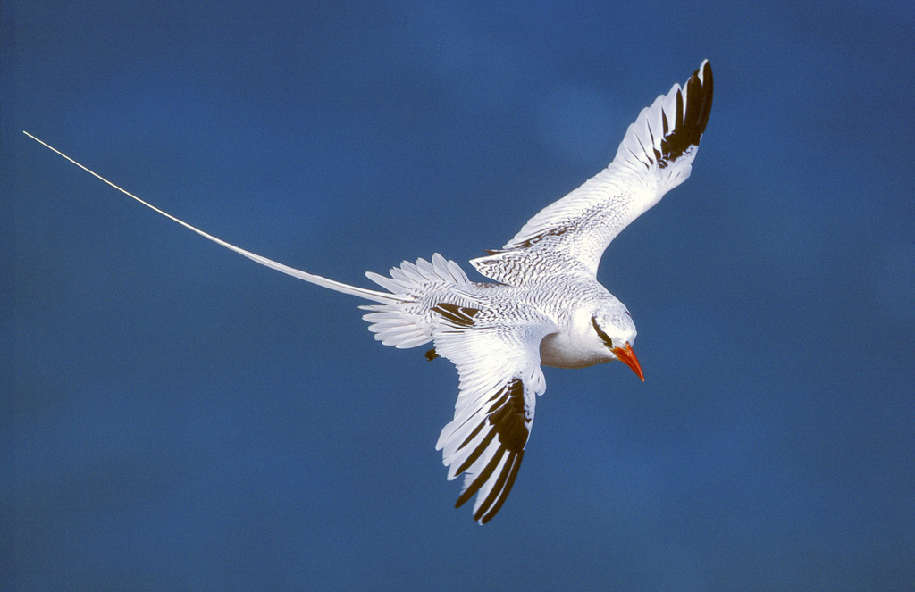 Red-billed Tropicbird from Saba Island, Antilles on July 31, 2001 by ...