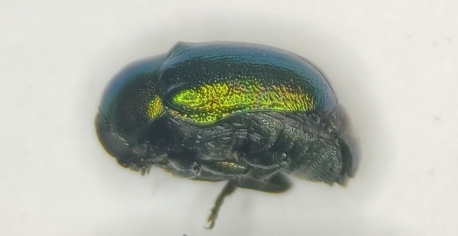 Cryptocephalus hypochoeridis (Linnaeus, 1758)