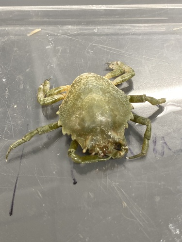 Cangrejo araña (Pitho anisodon)