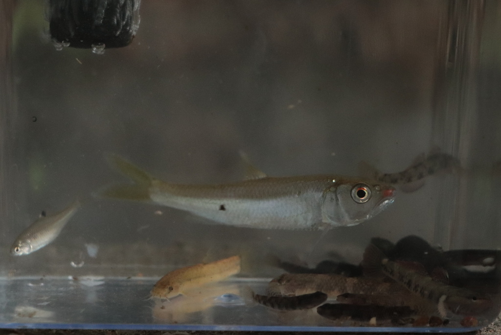 Opsariichthys bidens from 渔东路, 广州市, 广东省, CN on June 28, 2019 at 09:08 ...