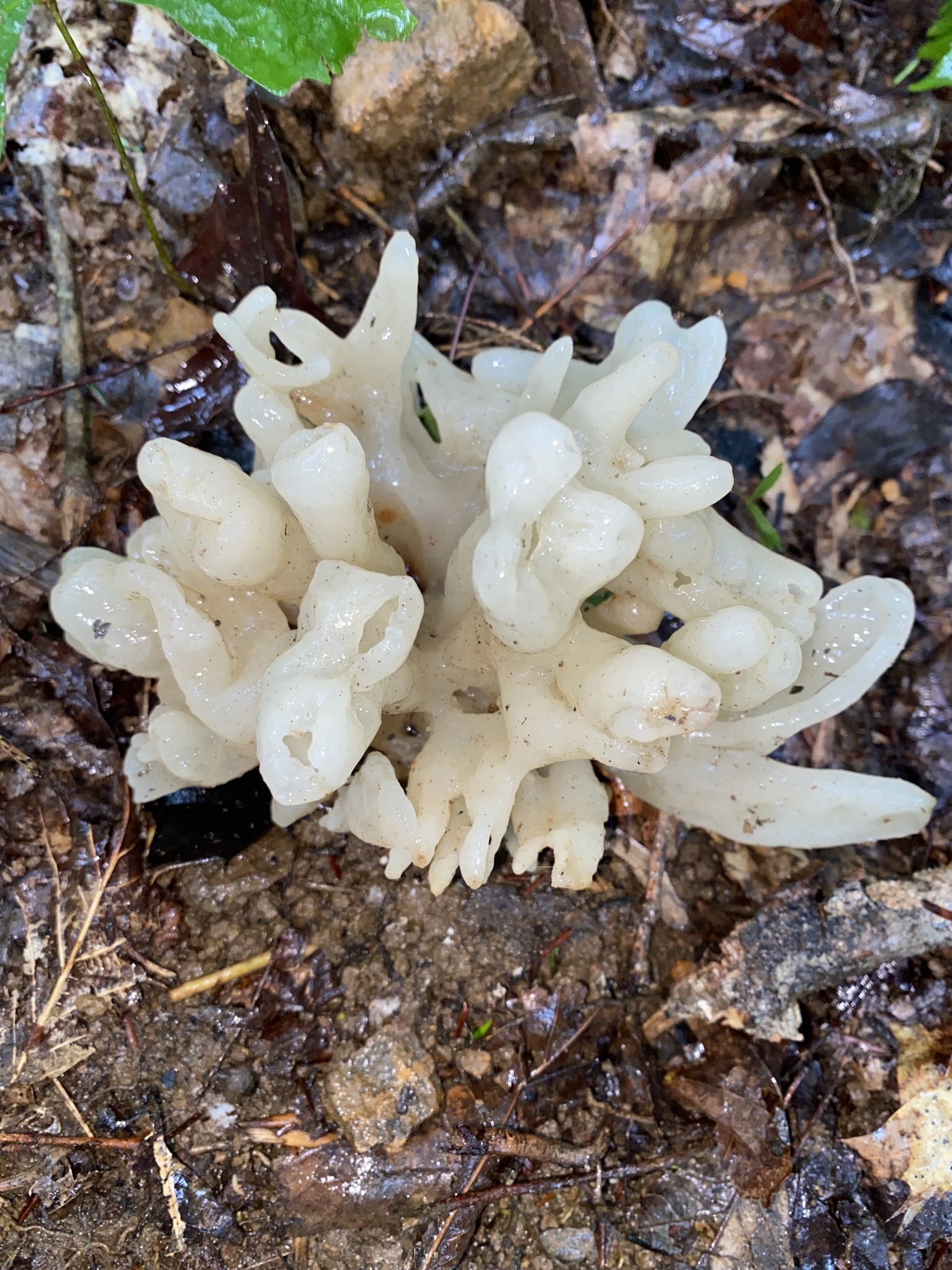 Sebacina sparassoidea (Lloyd) P.Roberts