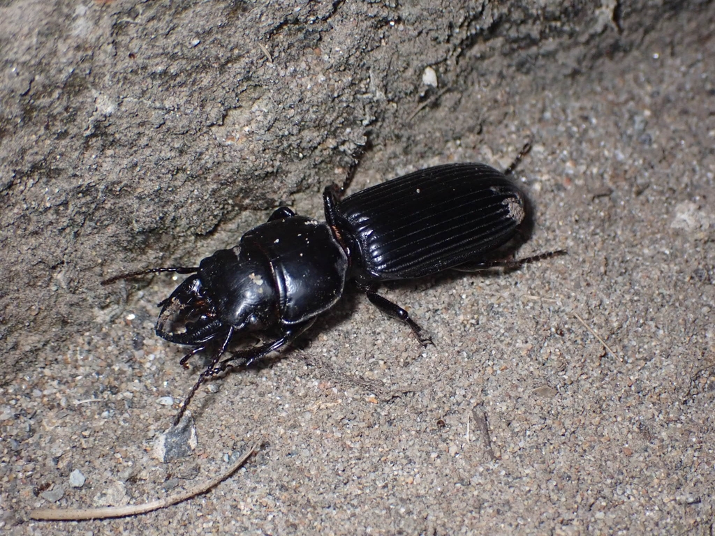 Scarites sulcatus in August 2022 by C!EL · iNaturalist