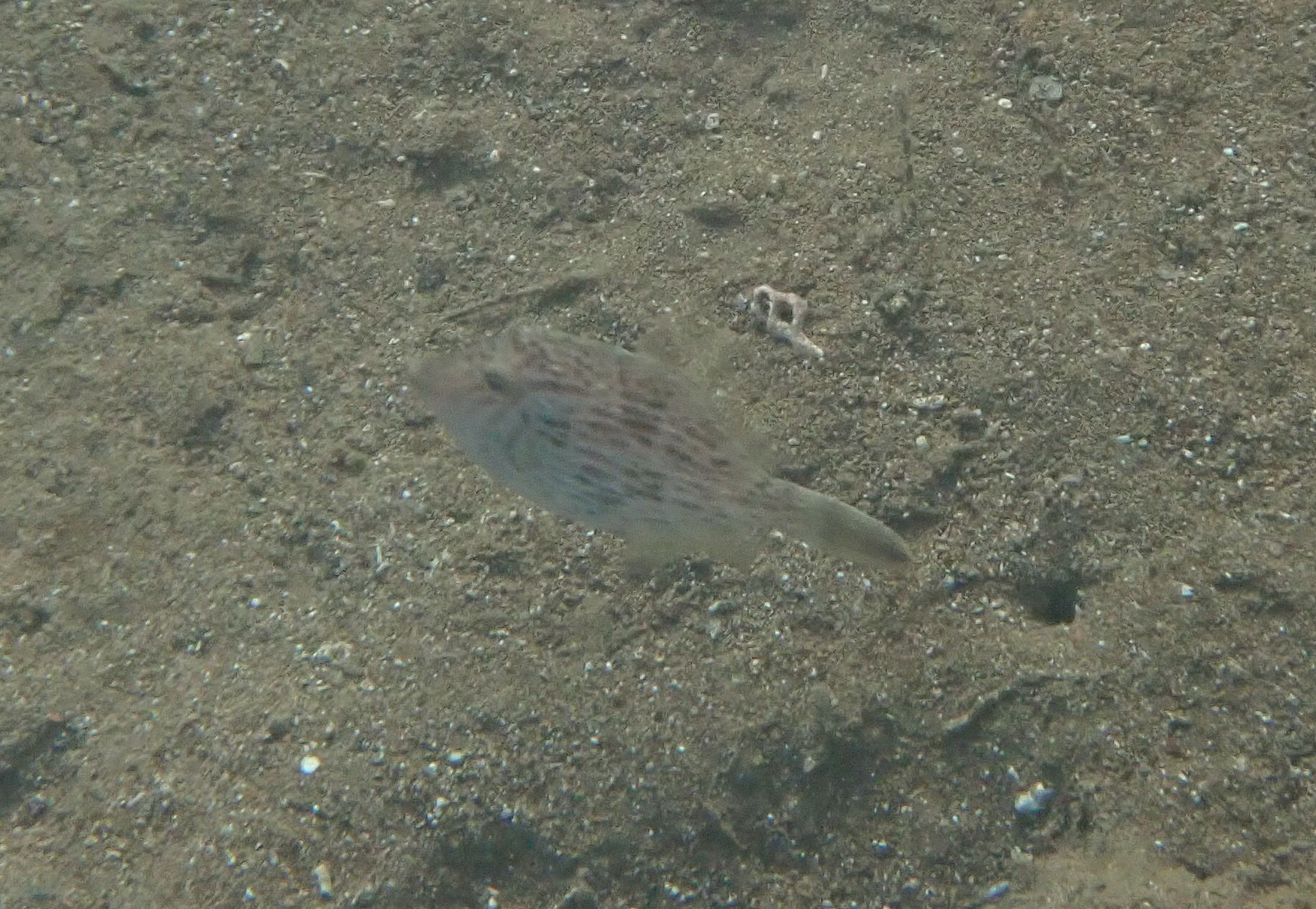 Stephanolepis diaspros Fraser-Brunner, 1940